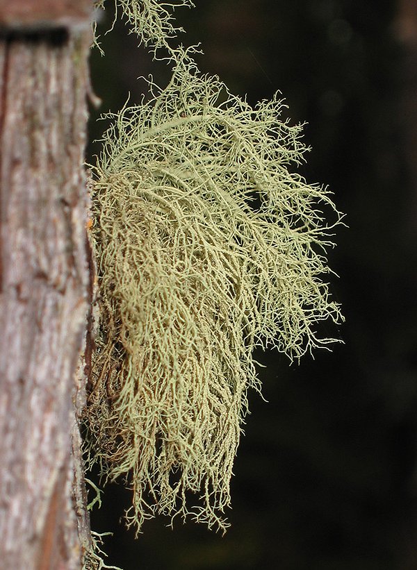Rote Liste: Mehr als ein Drittel der Schweizer Flechten gefährdet