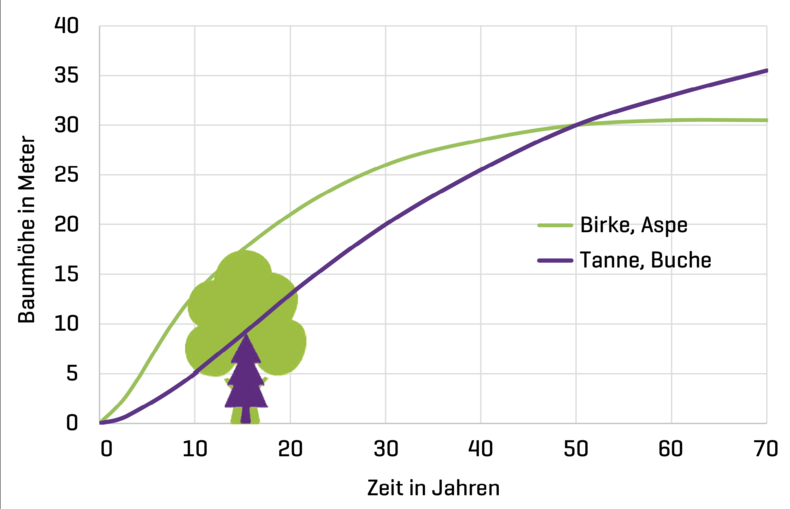 Birke - eine Baumart mit Potenzial