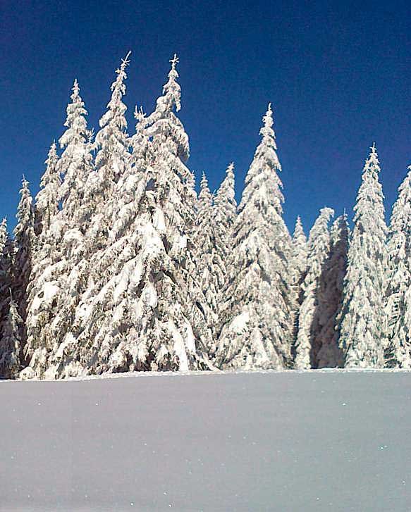 Soft rime and snow-break – when ice and snow bend the branches ...