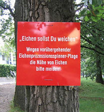 Eichen Sollst Du Weichen Buchen Sollst Du Suchen