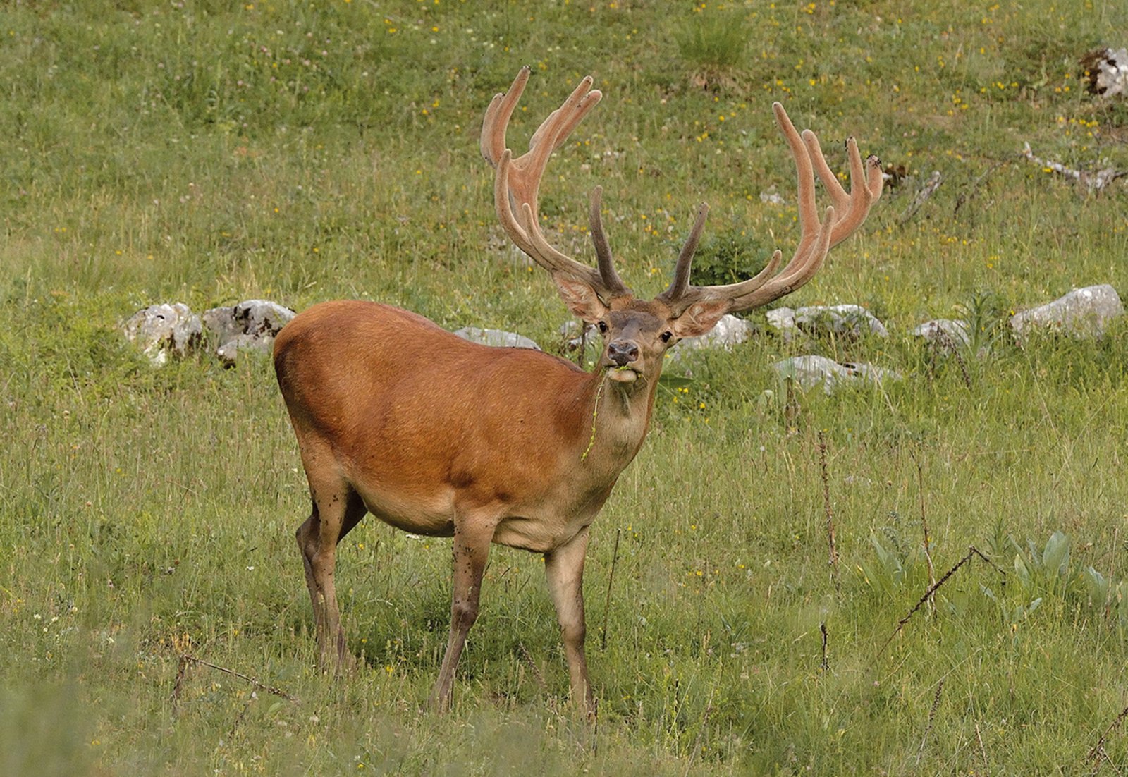 Der Rothirsch (*Cervus elaphus*)