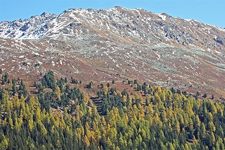 Where trees can no longer grow: the alpine timberline