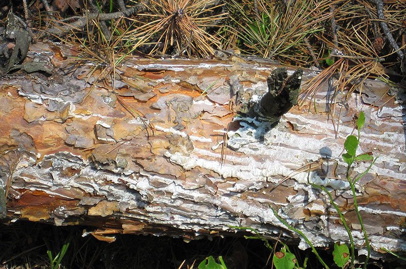 Diplodia shoot dieback of conifers - waldwissen.net