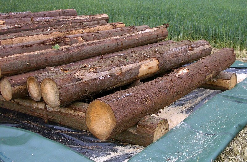 Long-term storage of roundwood – an overview of methods - waldwissen.net