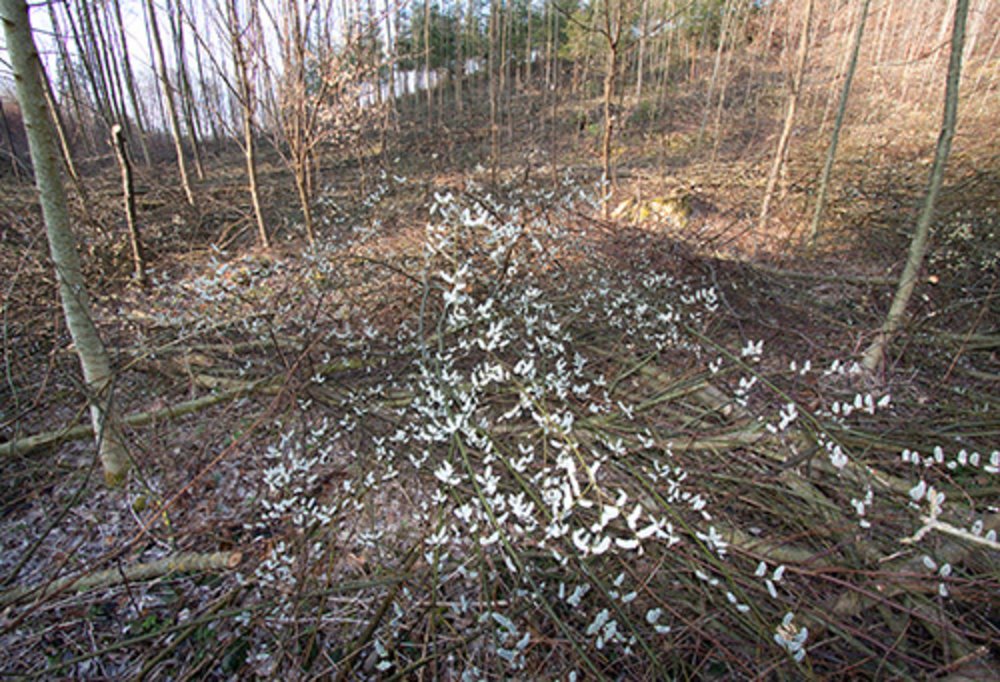Waldtagfalter und andere Schmetterlinge im Wald - waldwissen.net