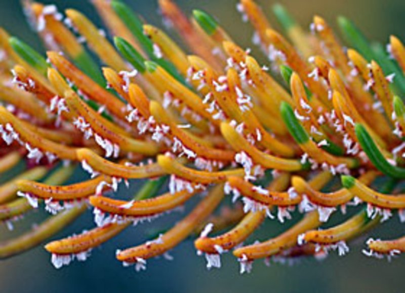 Rust Fungus on Spruce - waldwissen.net