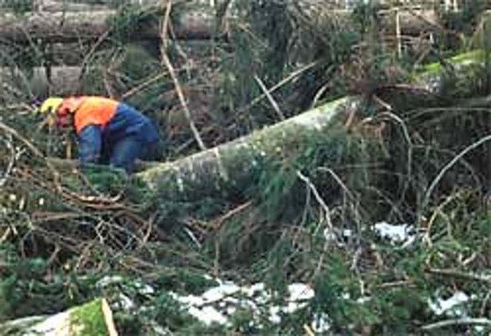 Work Safety when Processing Storm Damaged Timber - waldwissen.net