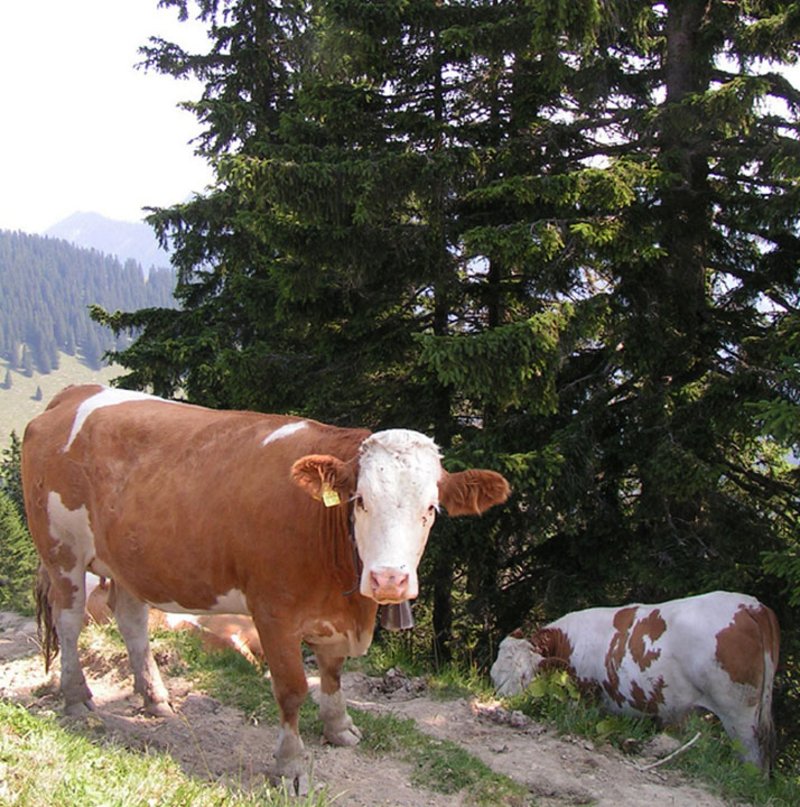 Geschickter Umgang mit der Waldweide