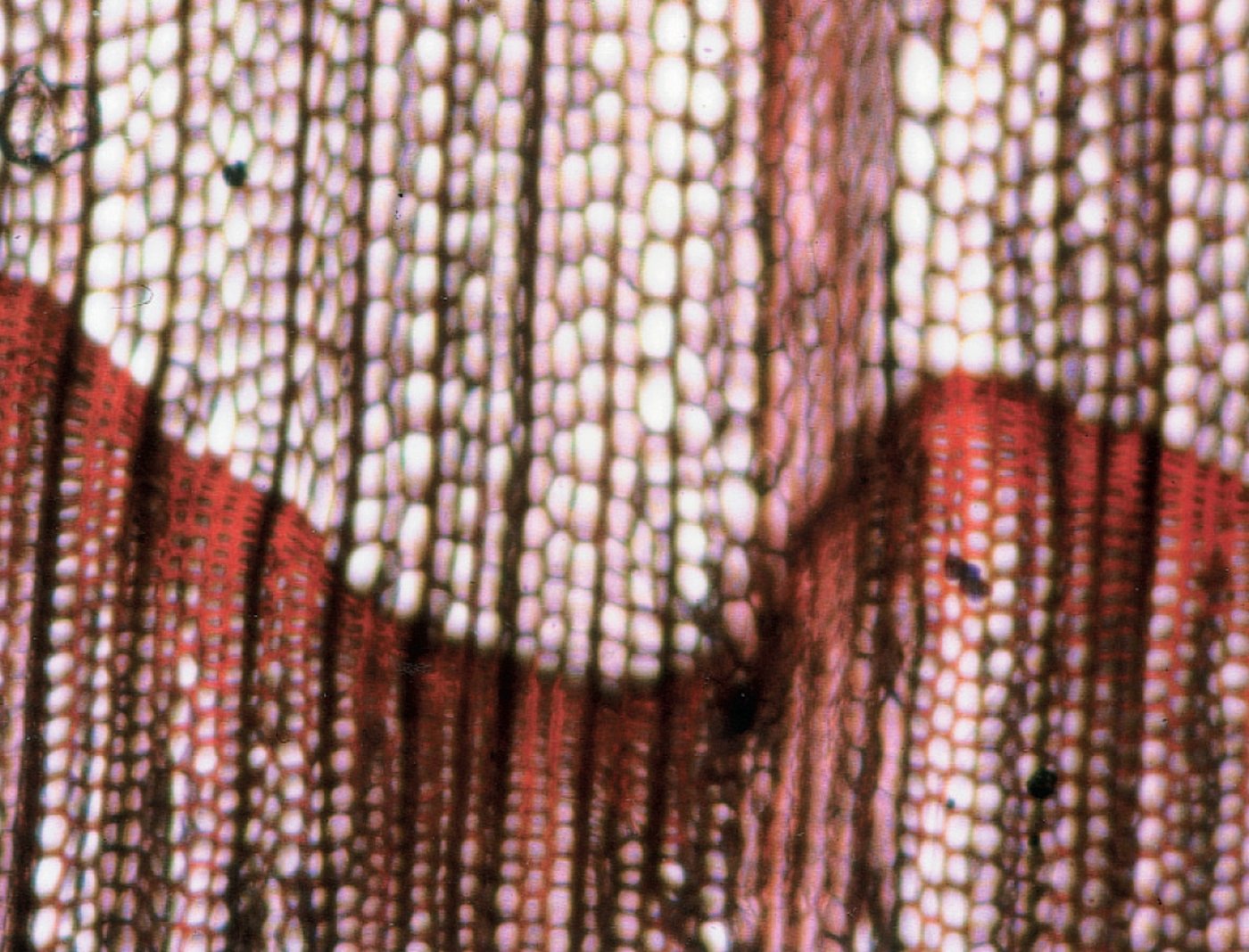 Die Haselfichte – gesuchtes Holz für den Instrumentenbau - waldwissen.net