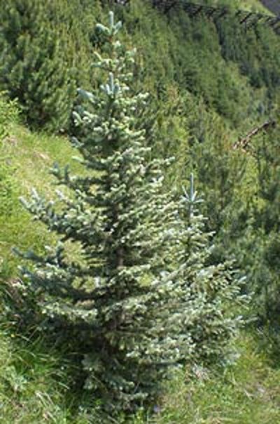 Heimische und fremdländische Baumarten an der Waldgrenze