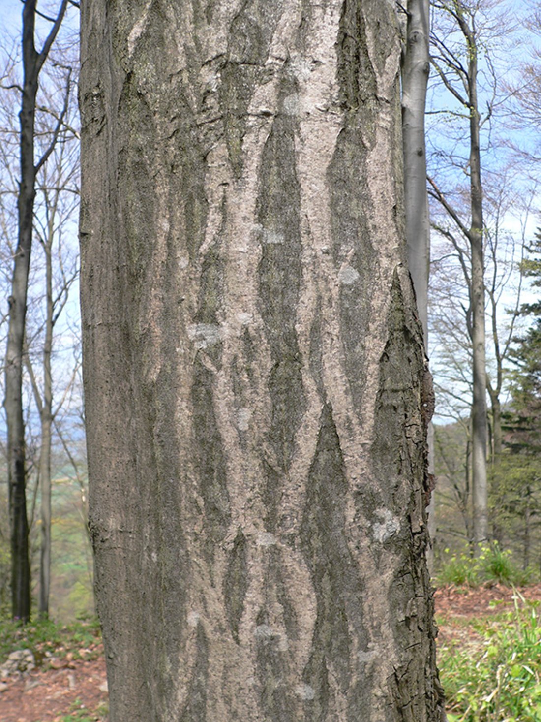 Die Hagebuche (Carpinus betulus)