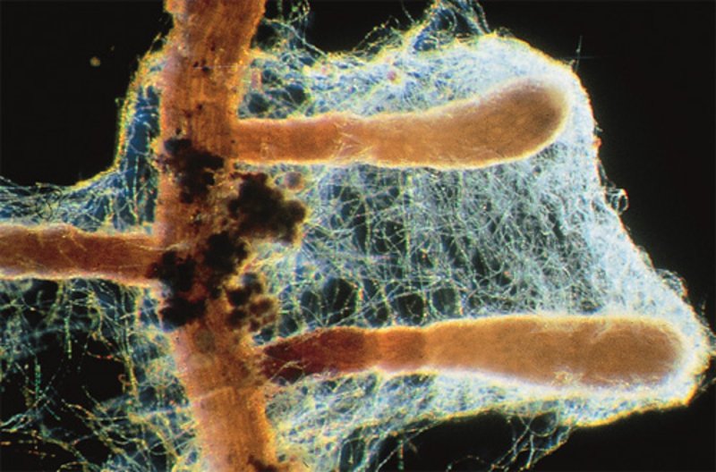 Mycorrhiza – a fascinating symbiosis in the forest