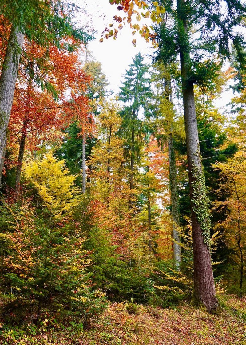 Rapport forestier 2025: Vue d'ensemble de la forêt suisse - waldwissen.net