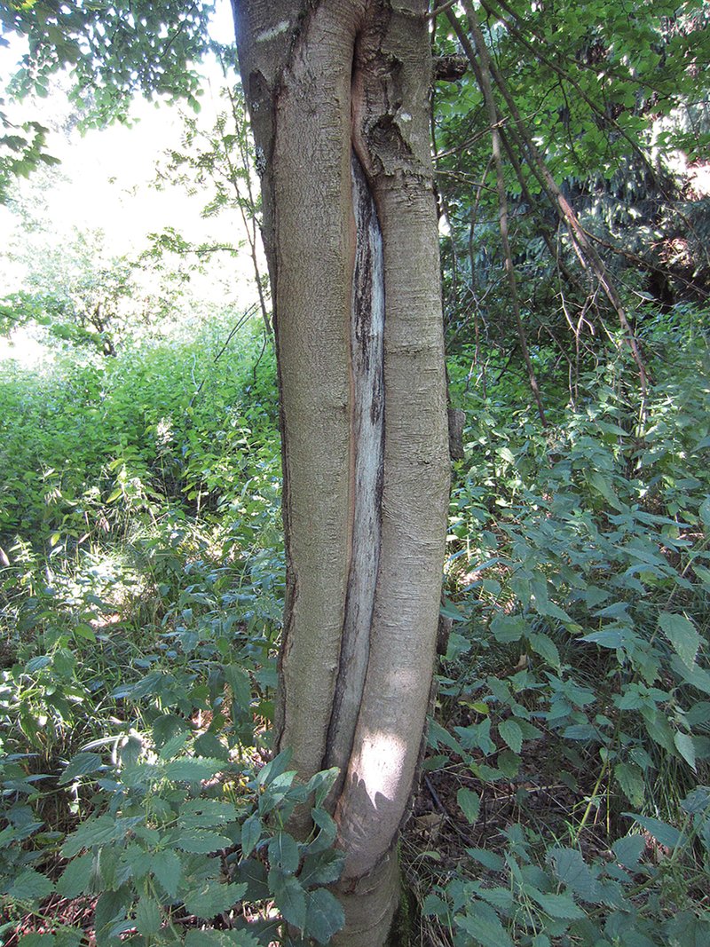 Fungal diseases currently affecting the sycamore
