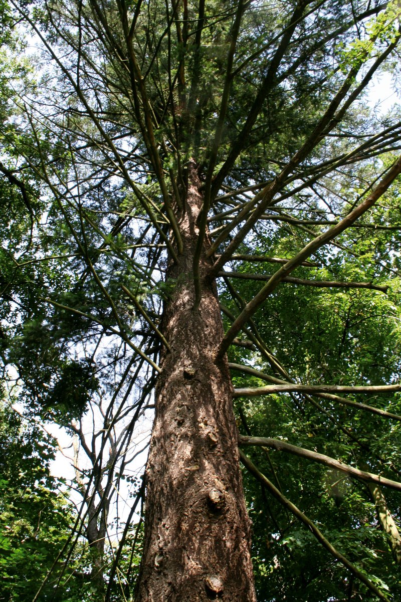 Waldbau mit Douglasie in Unterfranken - waldwissen.net
