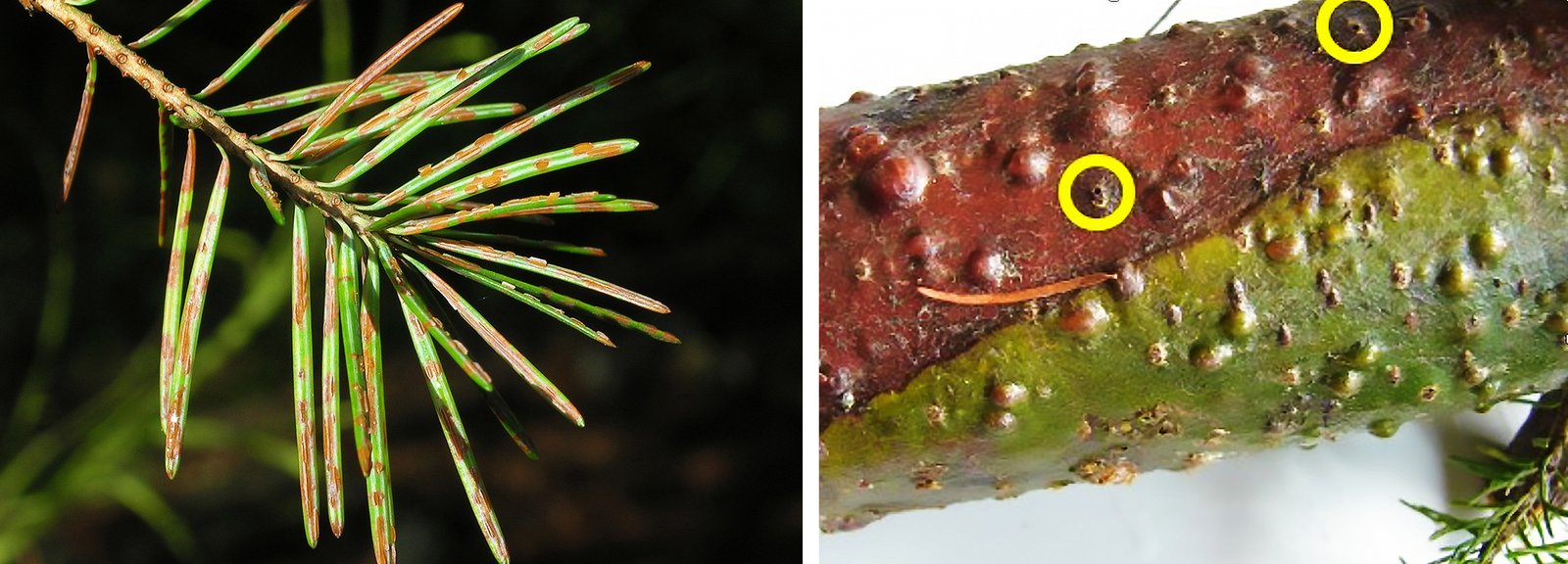Diseases and pests on Douglas fir - waldwissen.net