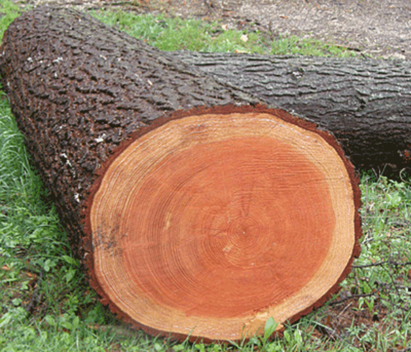 Douglasie, die anpassungsfähige - waldwissen.net