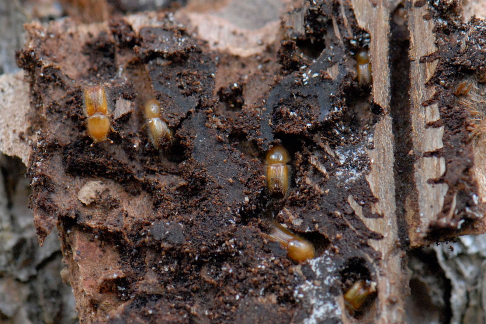 Debarking to contain bark beetle threat