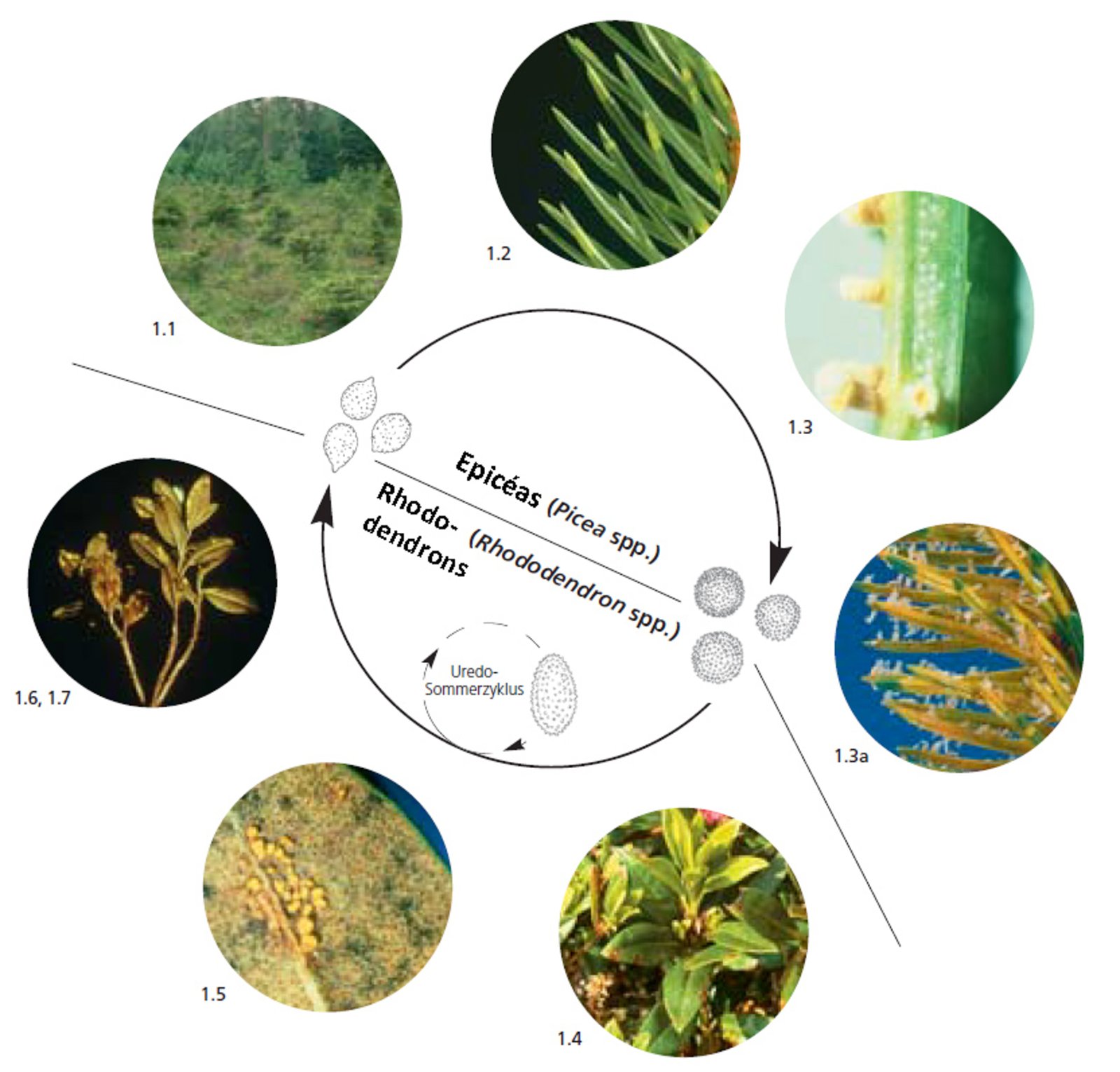 Les rouilles de l’épicéa