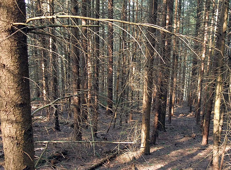 Douglas fir: wood sorting and sawn wood yield - waldwissen.net