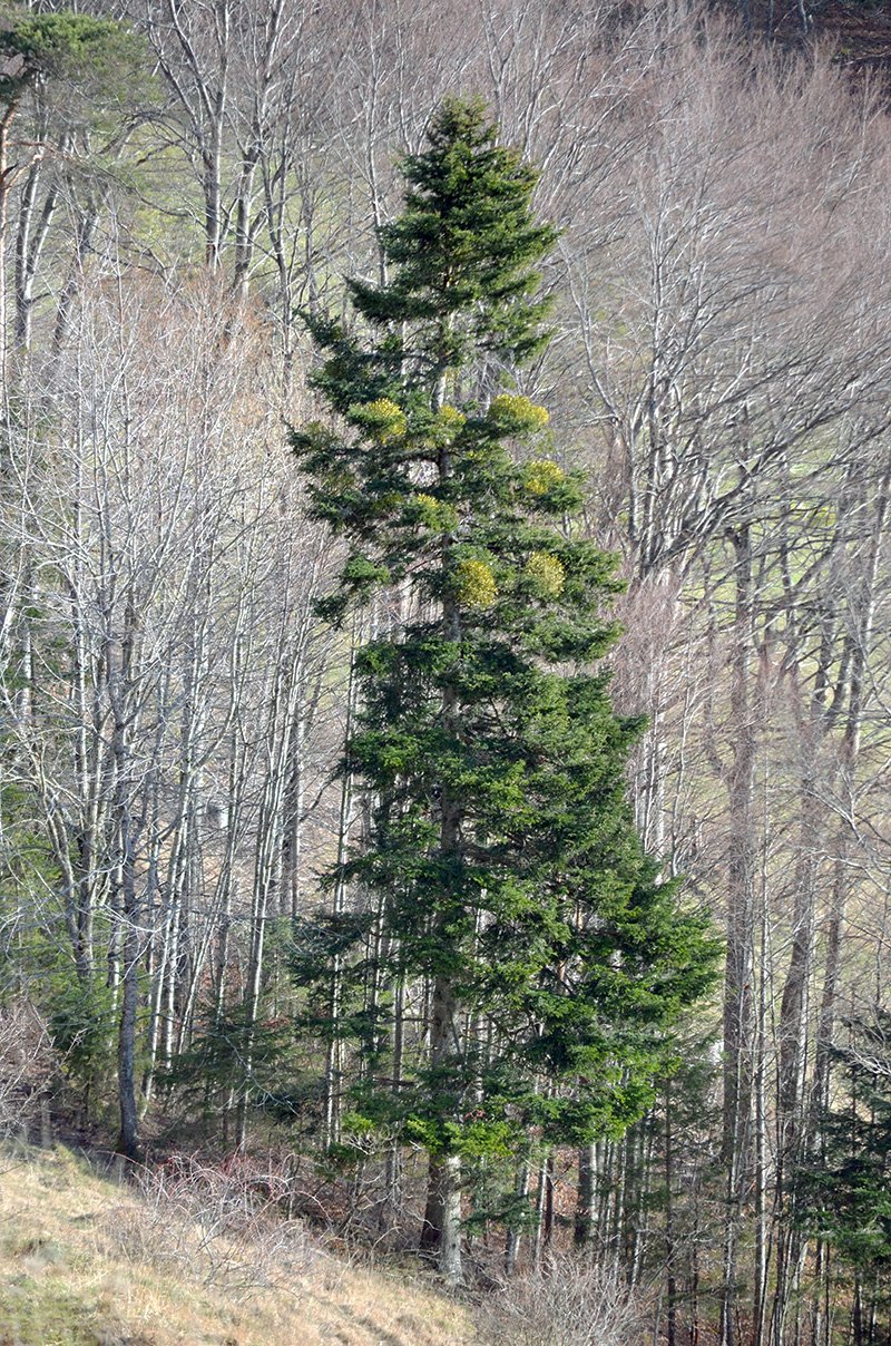 Dank genetischer Vielfalt ist die Weisstanne fit für die Zukunft ...