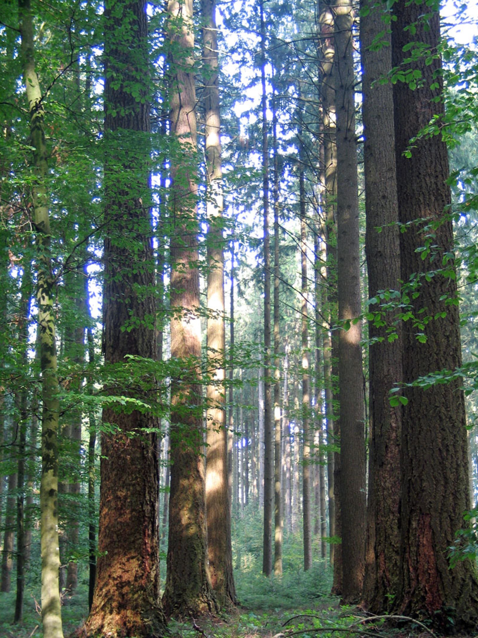 Waldbau mit Douglasie in Deutschland und Frankreich