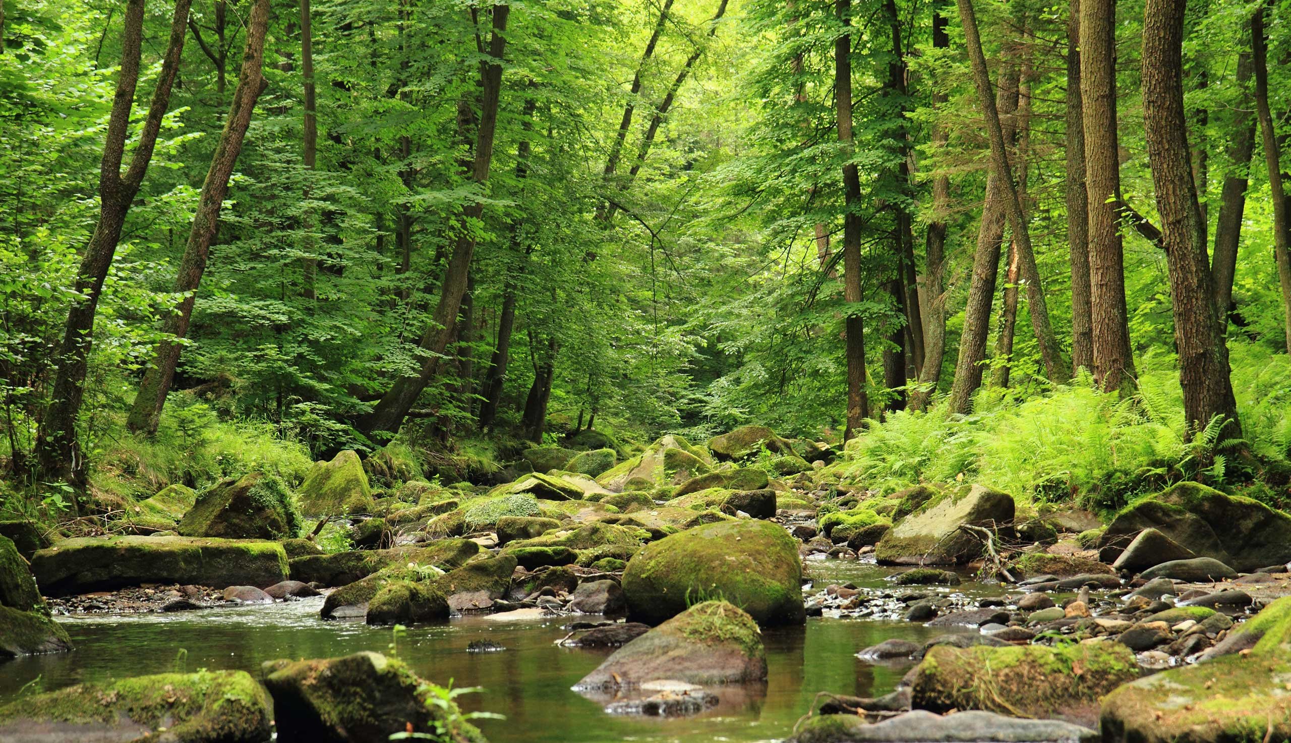 Themensammlung Wasser im Wald - waldwissen.net