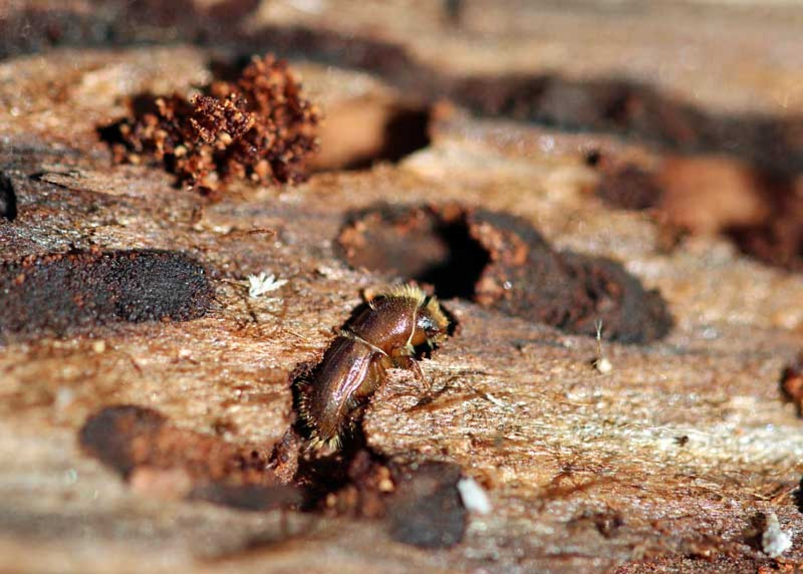 Borkenkäfer: Biologie, Monitoring, Bekämpfung - waldwissen.net