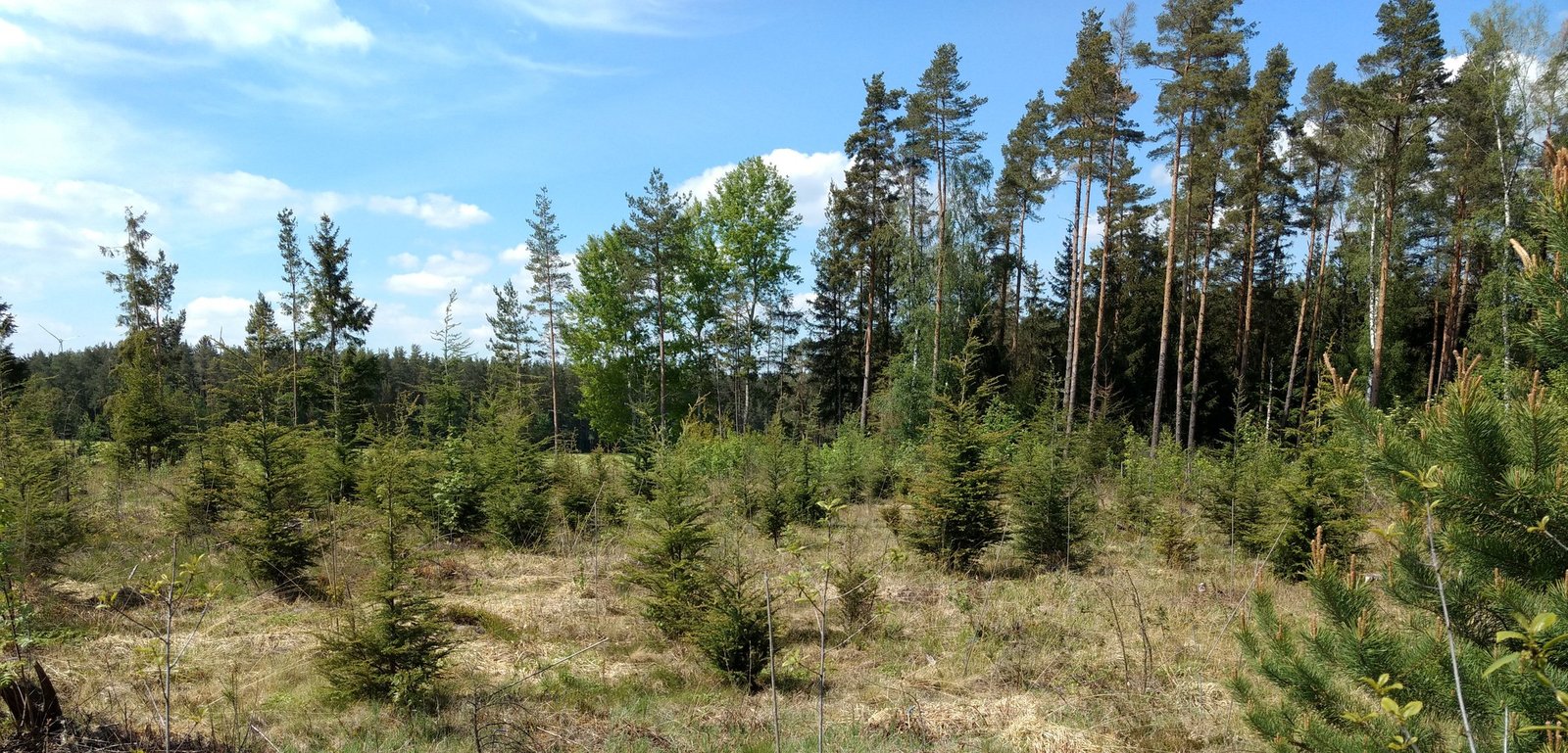 Drought tolerance of alternative tree species - waldwissen.net