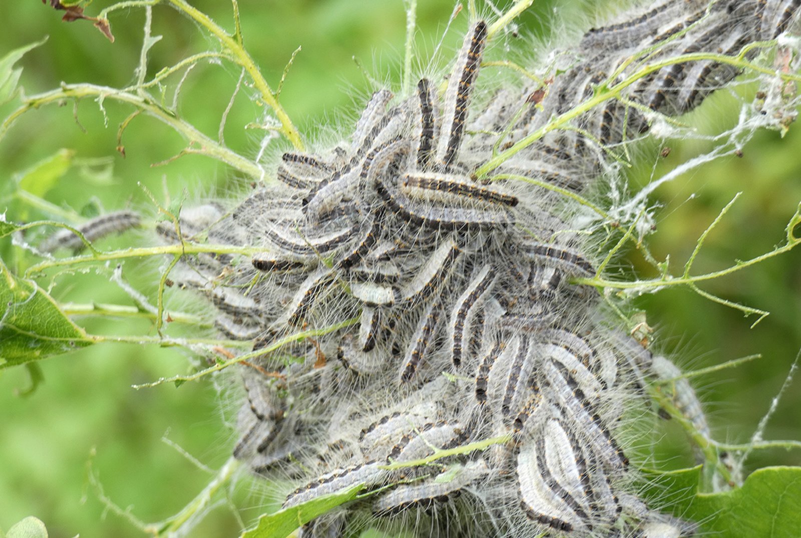 Attenzione ai bruchi con peli urticanti