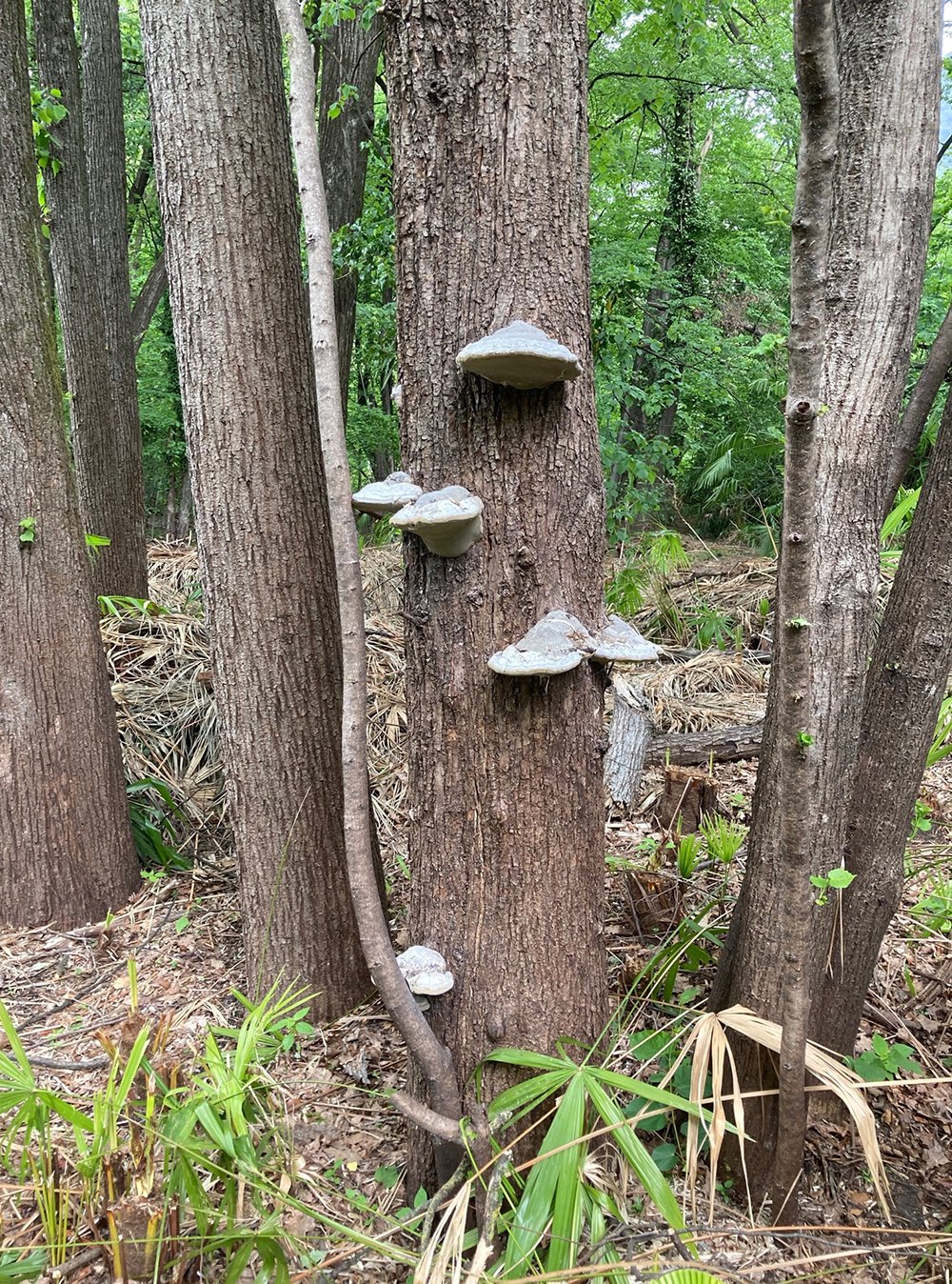 Funghi lignicoli degli alberi