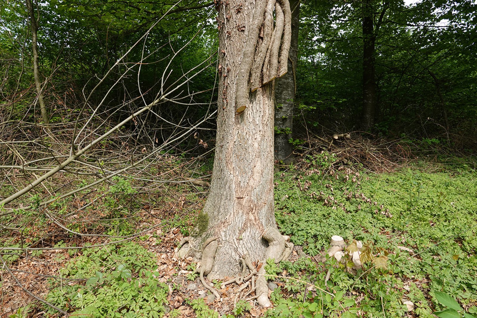 Efeu – der immergrüne Kletterer - waldwissen.net
