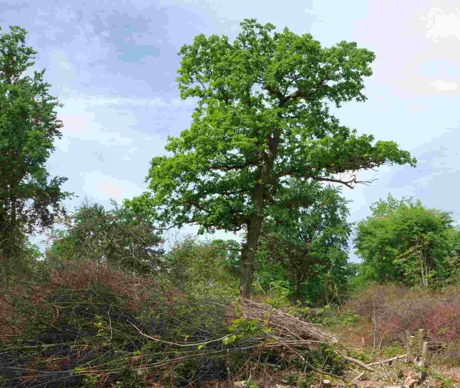 Nieder- und Mittelwälder: Waldkulturerbe und Hotspots der Biodiversität