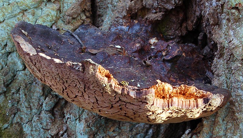 In and on the oak - waldwissen.net