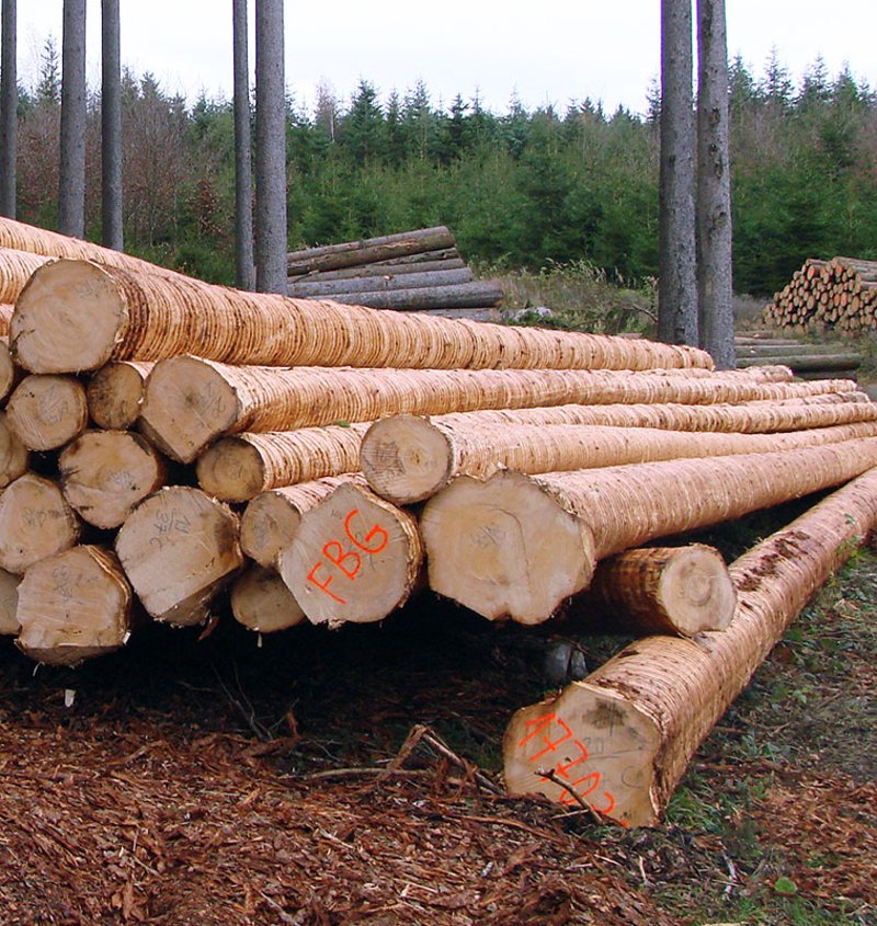 Long-term storage of roundwood – an overview of methods - waldwissen.net