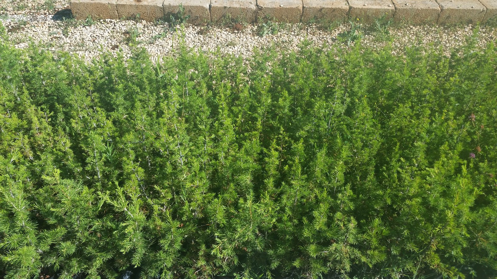 Die Libanon-Zeder im Klimawandel – Erfahrungen aus der Türkei ...