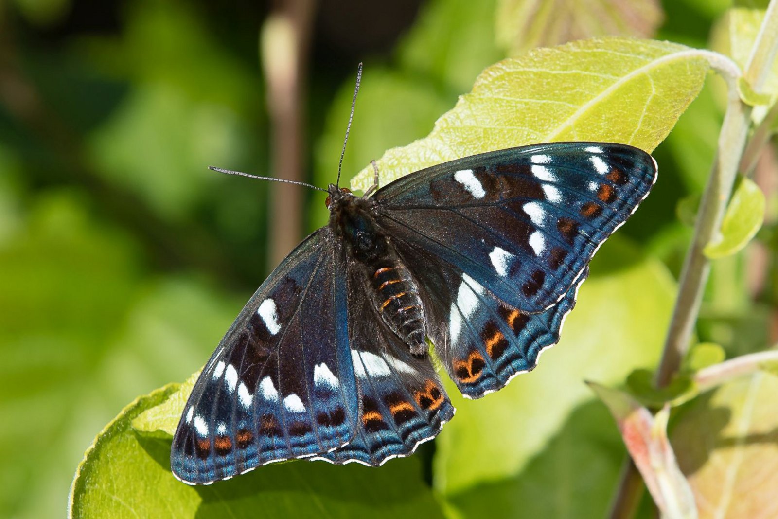 Papillons diurnes forestiers - waldwissen.net