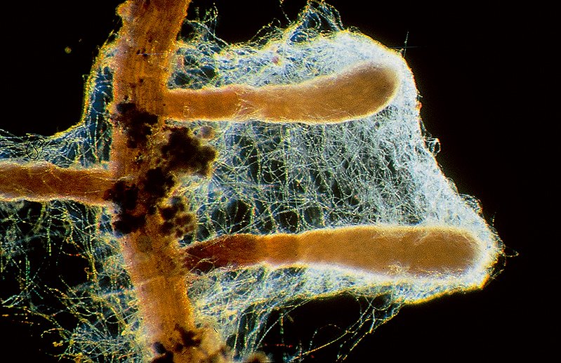 Mycorrhizae