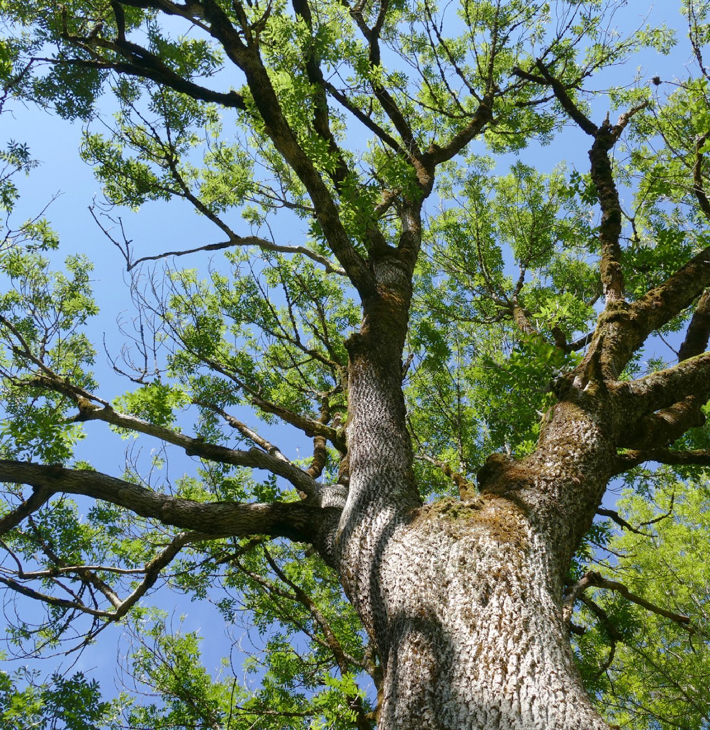 Experimente im Pflanzenschutzlabor zur Zukunft der Esche - waldwissen.net