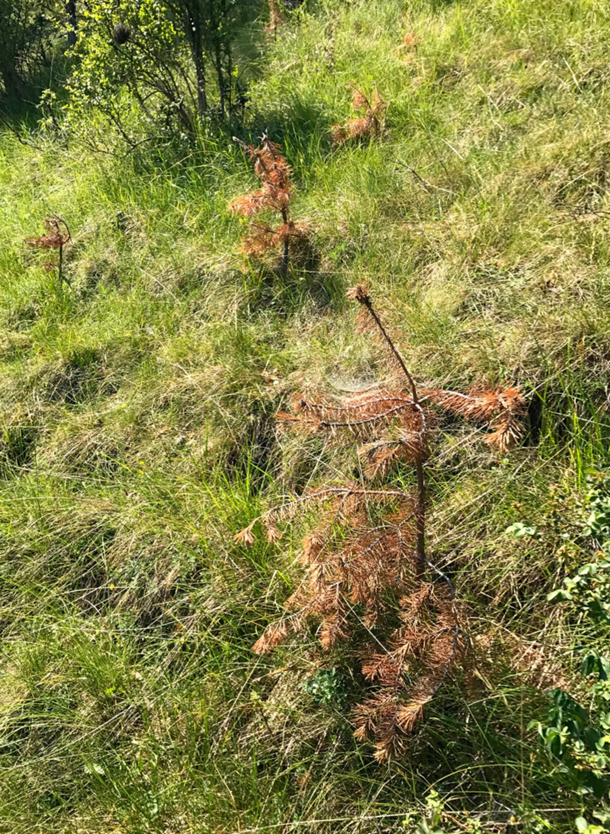 20 Jahre Waldföhrensterben im Wallis - waldwissen.net