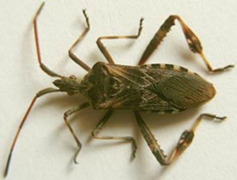 Two New Insect Species in Austria - waldwissen.net