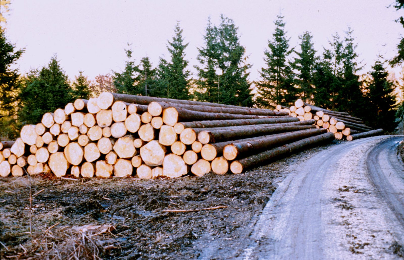 So lagern Sie Rundholz richtig!