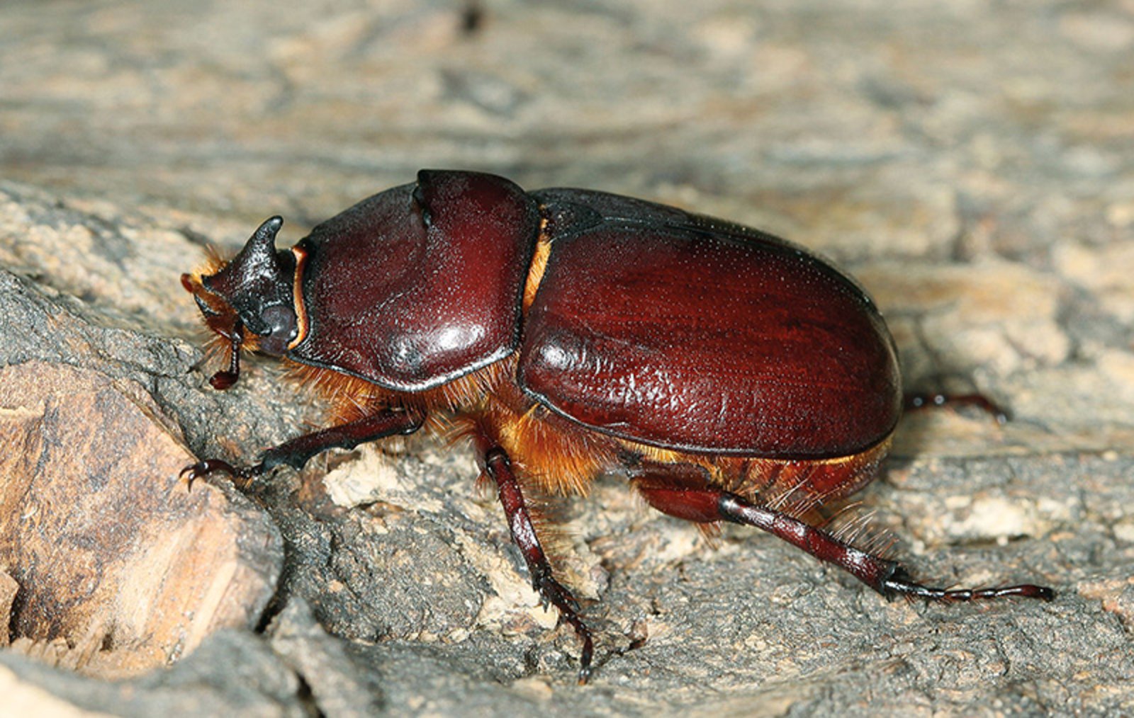 Insects in the forest ecosystem