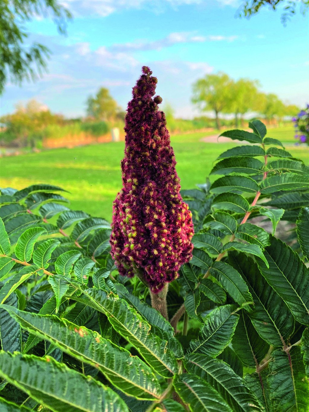 Online course on non-native trees - waldwissen.net