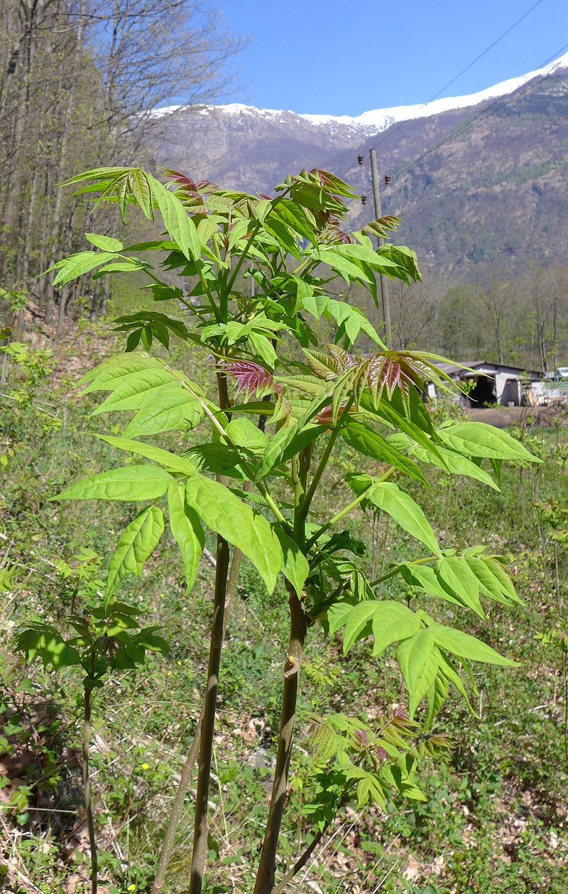 La place de l’ailante en forêt reste à étudier - waldwissen.net