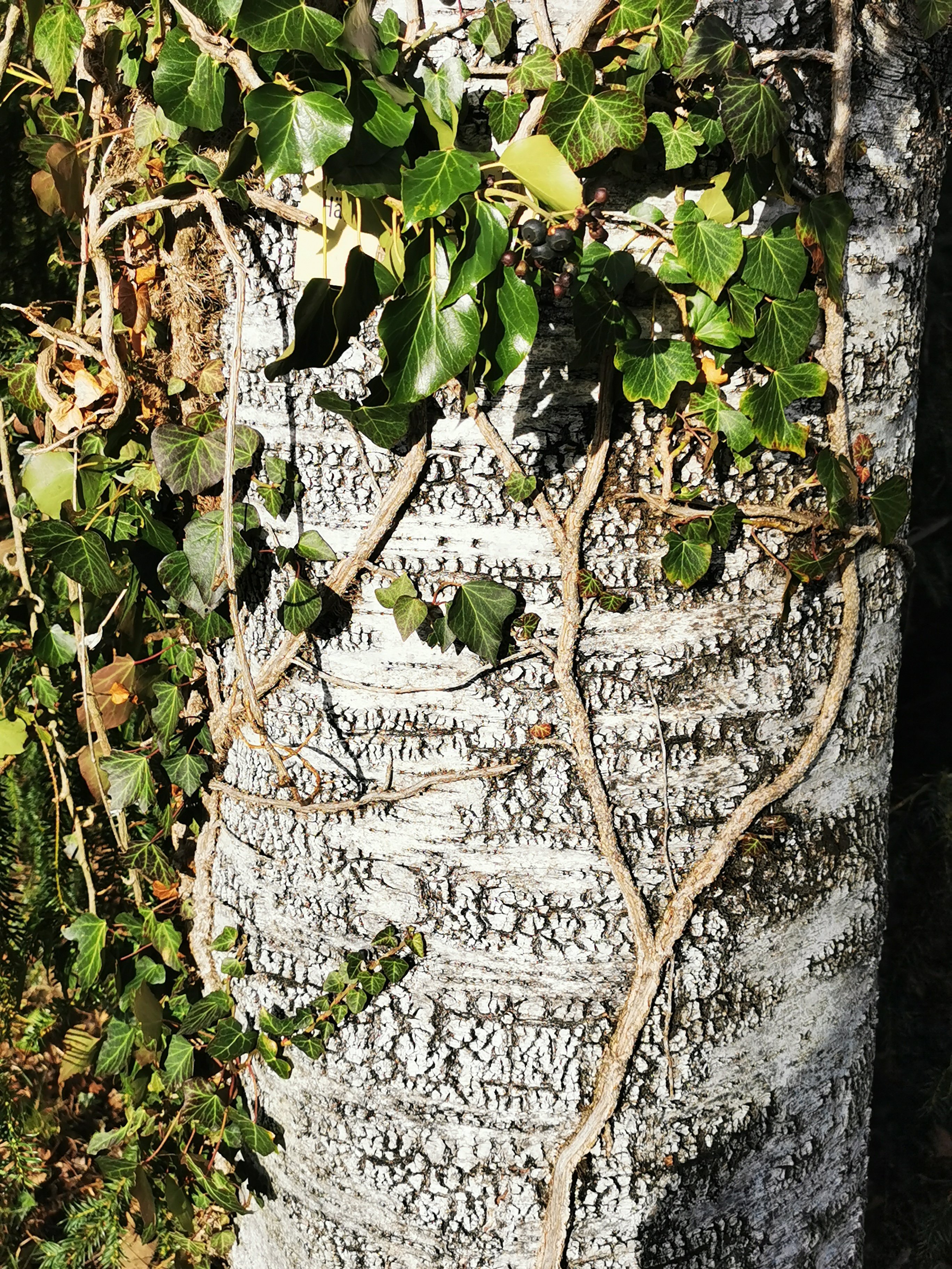 will ivy harm a tree