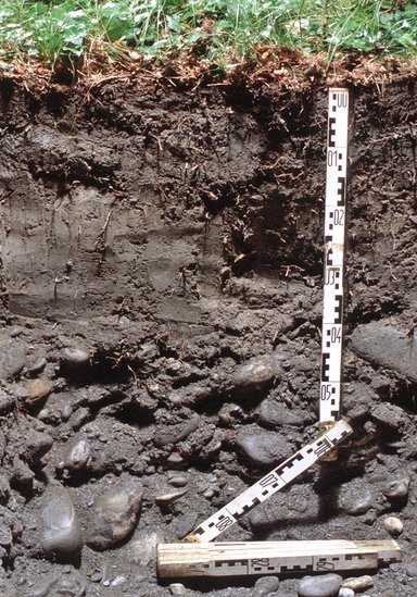 Comprendre la diversité et les fonctions des sols forestiers en Suisse