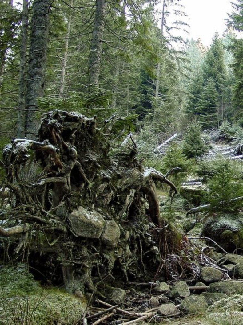 Monitoring – Basis eines gelungenen Rotwildmanagements - waldwissen.net