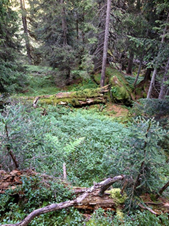 Quali fattori determinano il successo della rinnovazione sul legname ...