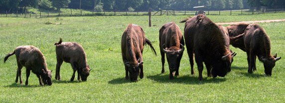 Der Wisent in Nordrhein-Westfalen - waldwissen.net